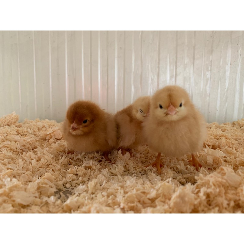 Poussine Ponte Brune & Blanche femelle